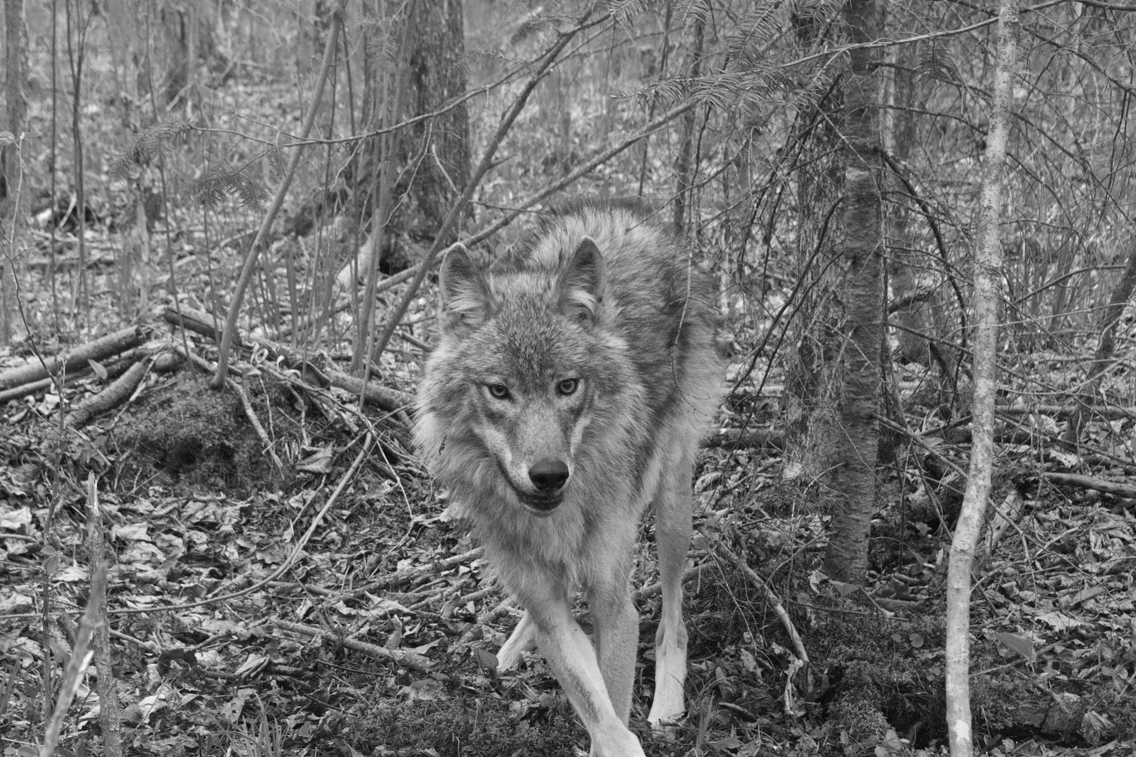 The Voyageurs Wolf Project – The North Wind